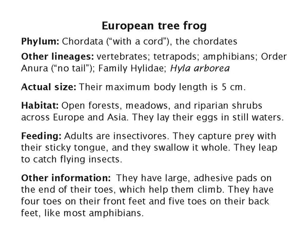 Major Phyla of the Animal Kingdom, file for printing – Big Picture Science
